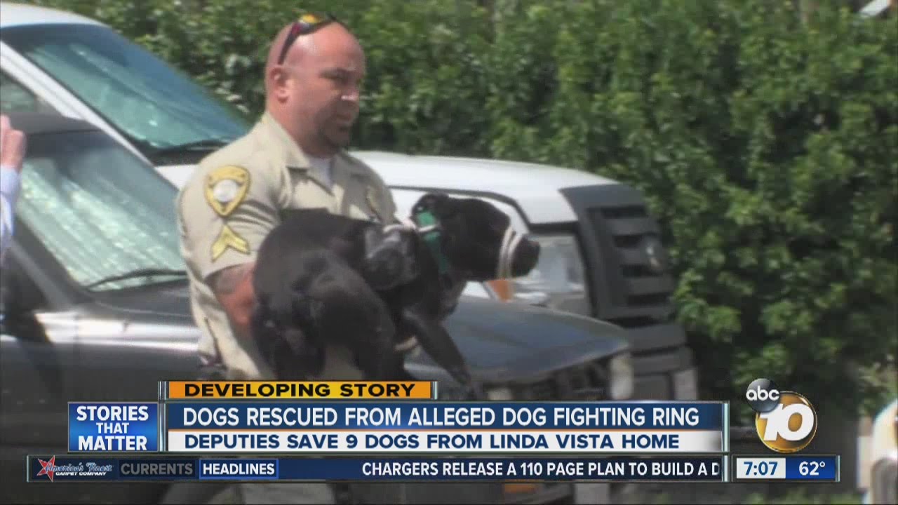 Dogs rescued from alleged dog fighting ring - YouTube
