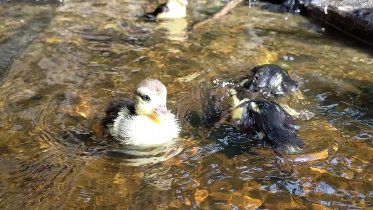 Beternak bebek entok, Peking, ayam kampung dan petelur - YouTube