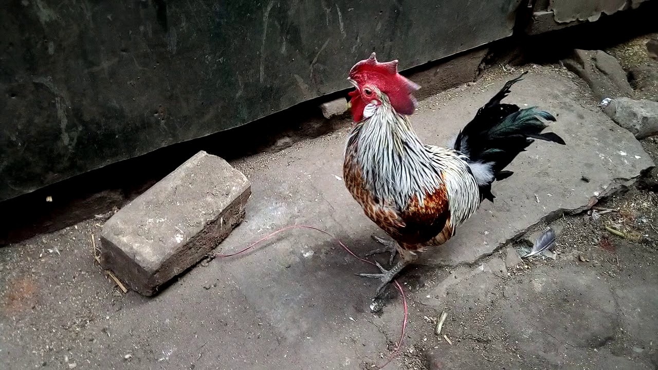 country rooster pet rooster - YouTube
