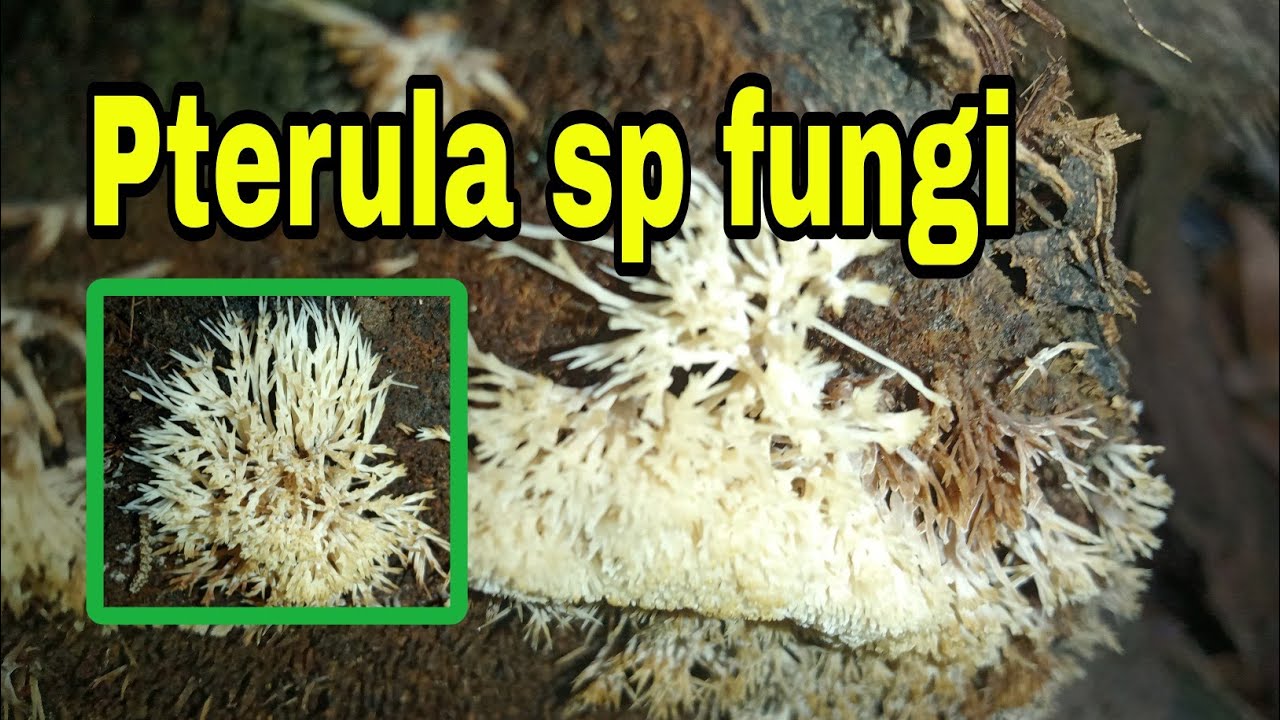 Pterula sp. grass liked fungi - YouTube