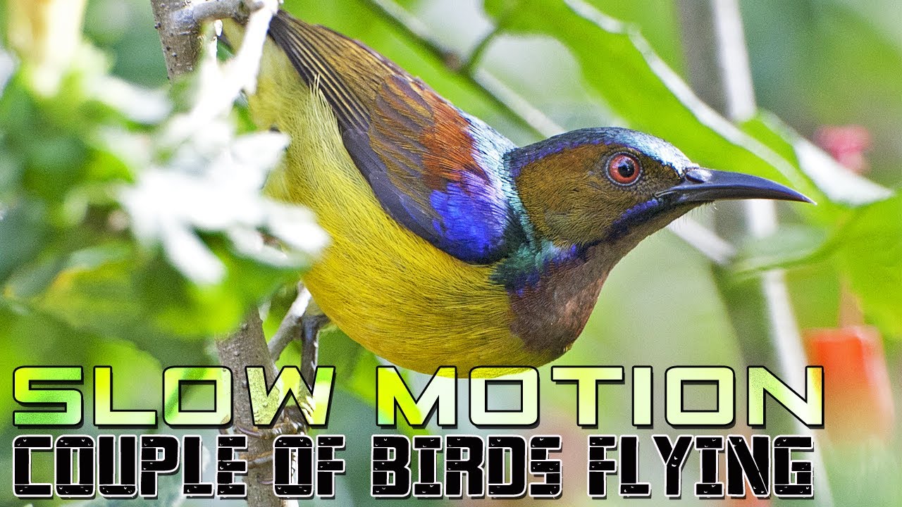 A Pair Of Birds Fly Slow Motion Video - YouTube