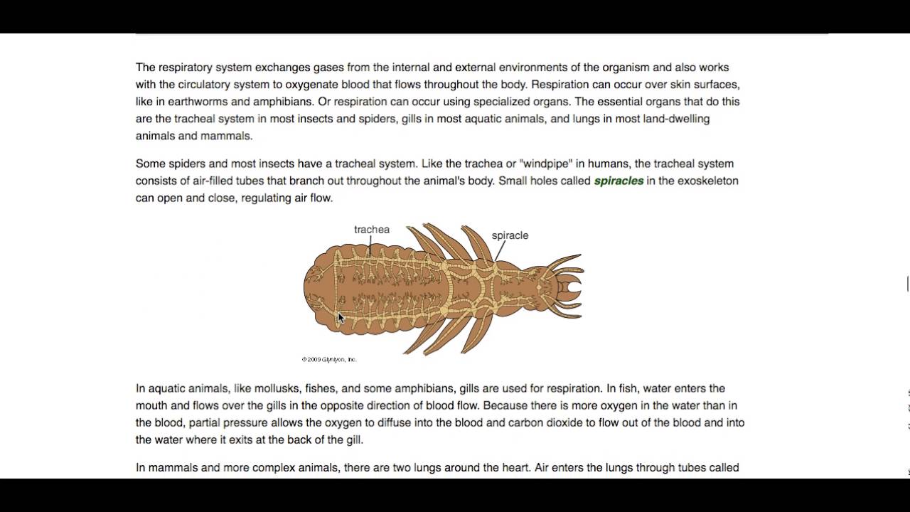 Animal Organ Systems Project YouTube animal-organ-systems-project-youtube