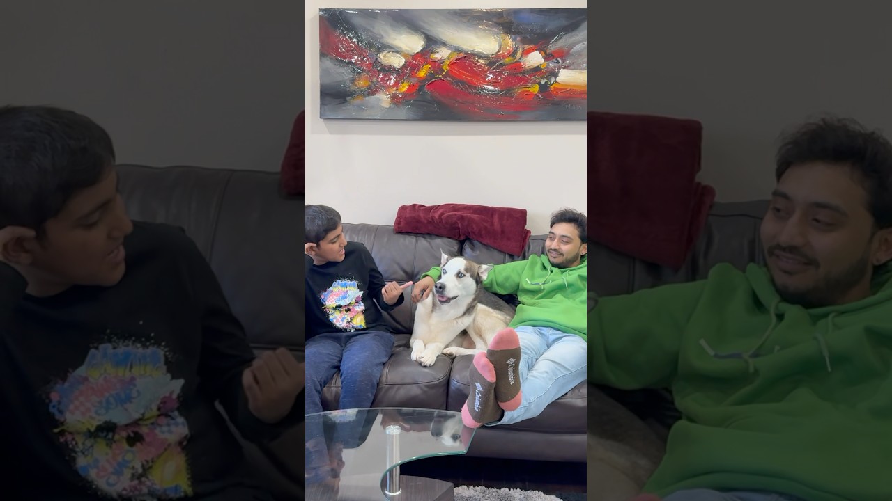 Does Husky wear eye lense? 😂🤣😇 #fun #husky #ayearago #subscribe # ...