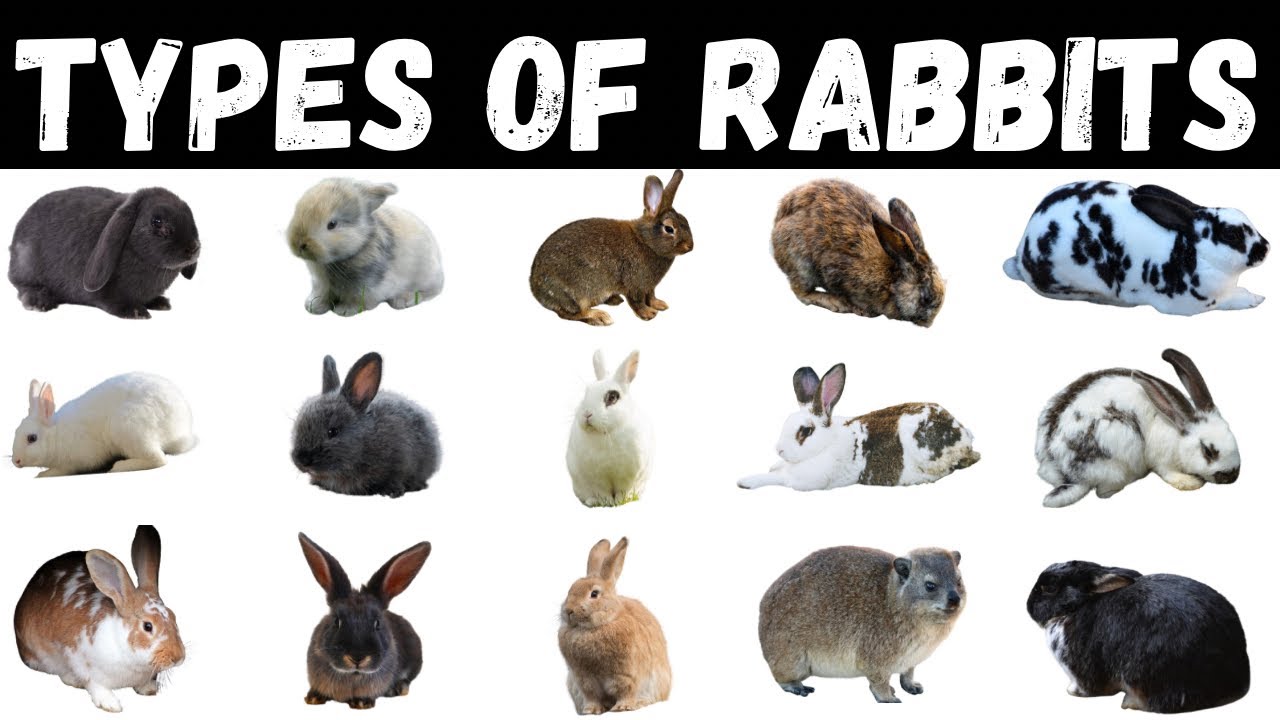 Types Of Rabbits | Rabbit | Rabbits For Kids #rabbit #education - YouTube