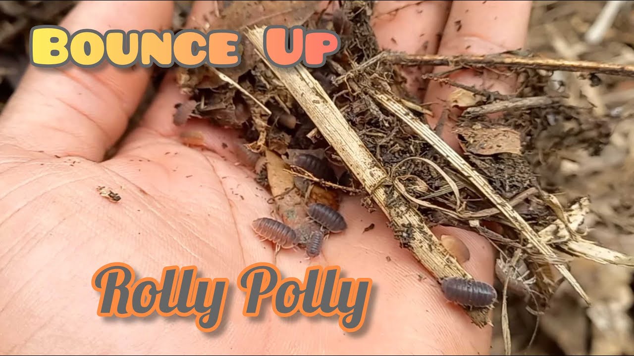 Bounce Up: Rolly pollies (Oniscidea) #trinidadandtobago #wildlife - YouTube