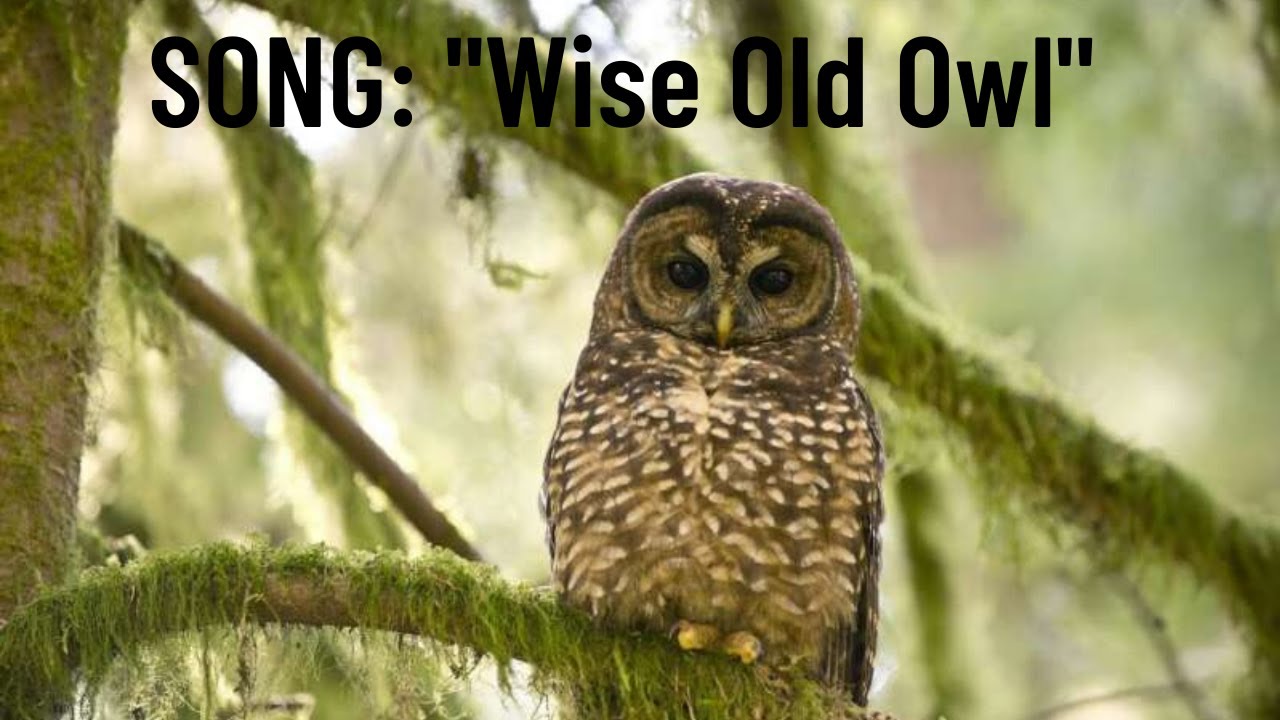 Song | Wise Old Owl (Original) - YouTube