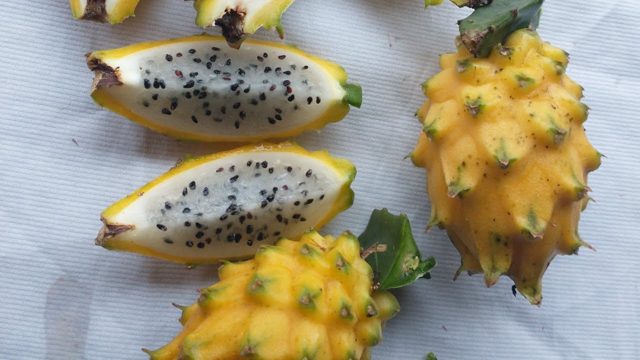 colhendo pitaya palora - YouTube