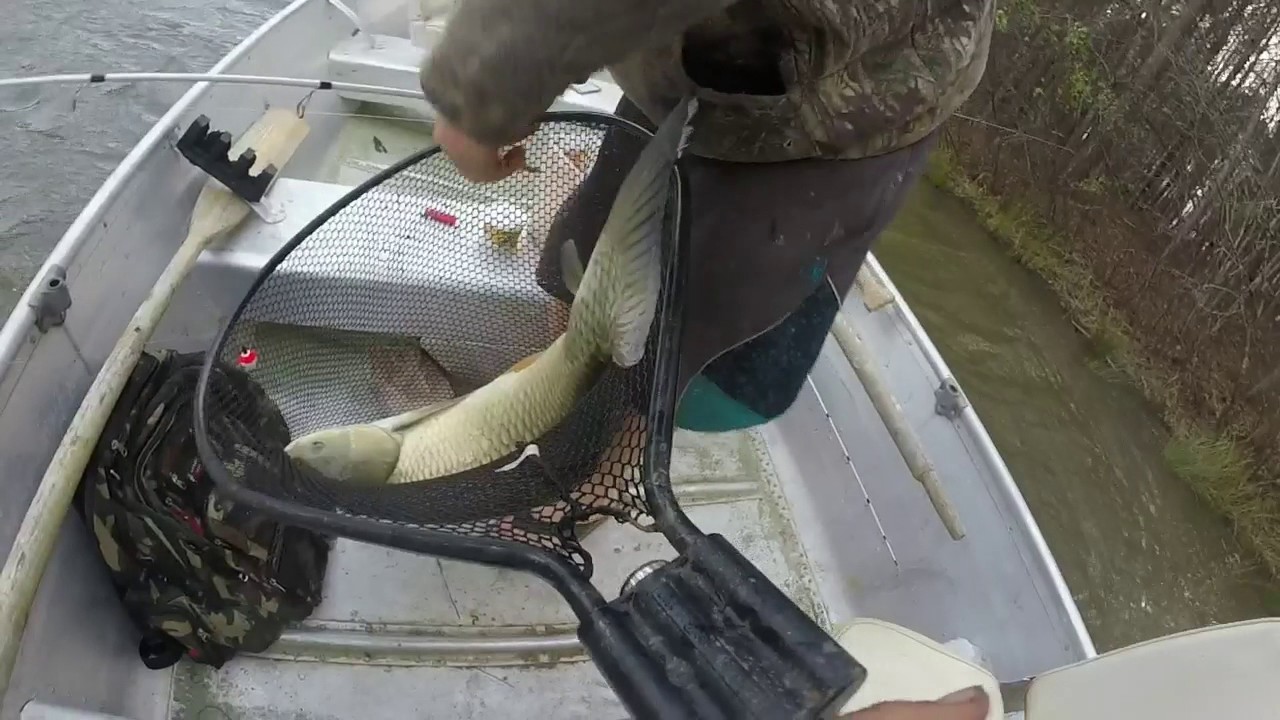 23 lb Carp - YouTube