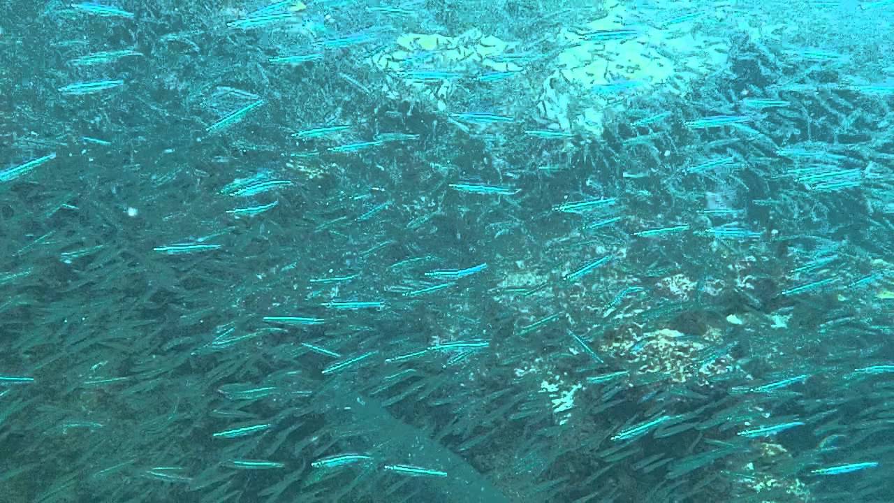 Big Tarpin in school of fish (Monkey Point, Guana Island) - YouTube