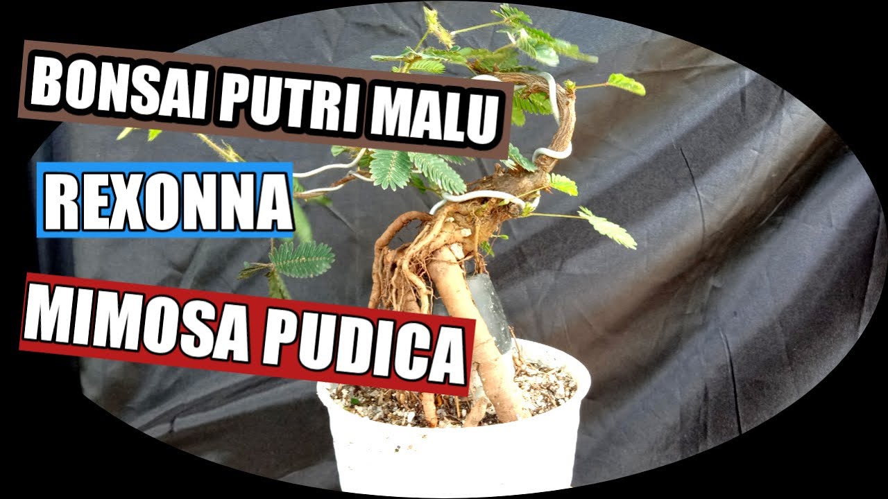 MAME BONSAI PUTRI MALU || BUJIN - YouTube