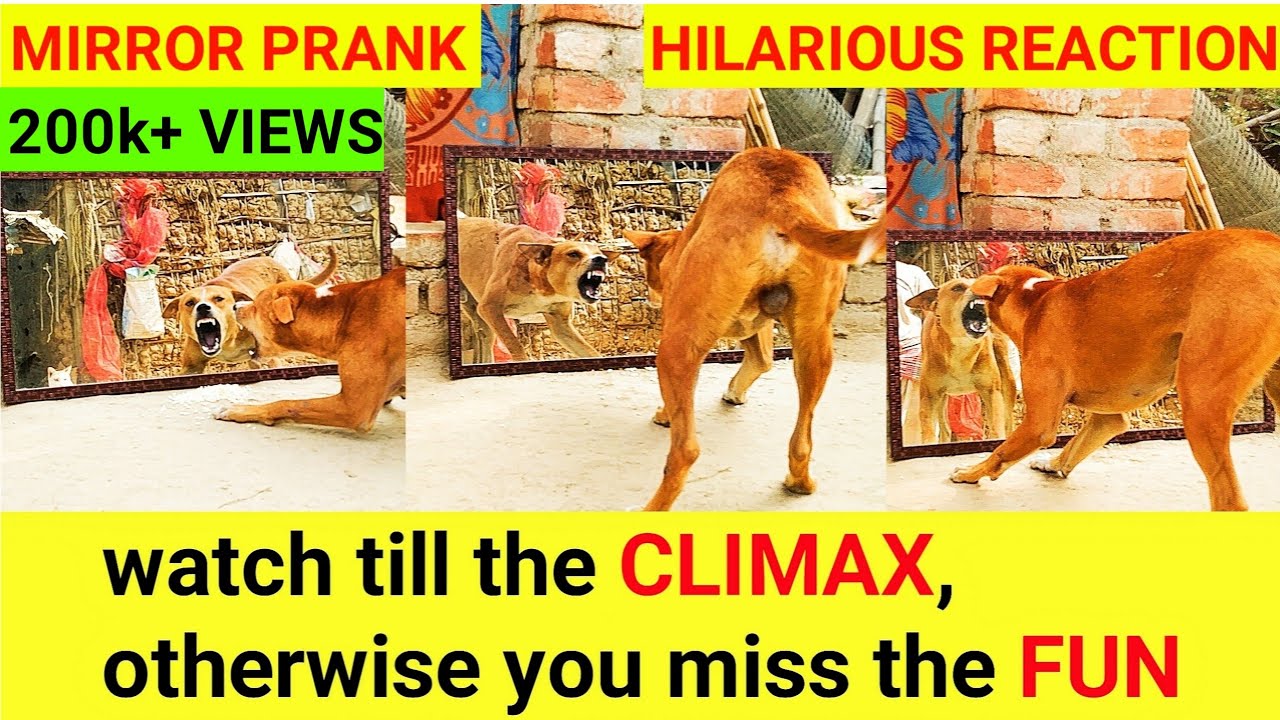 Mirror dog prank Hilarious reaction. Very funny dog prank video.#prank ...