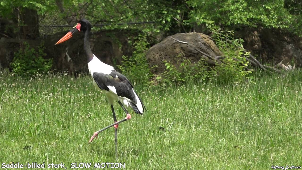 Saddle-billed Stork Walks Out of Scene (SLOW MOTION) - YouTube