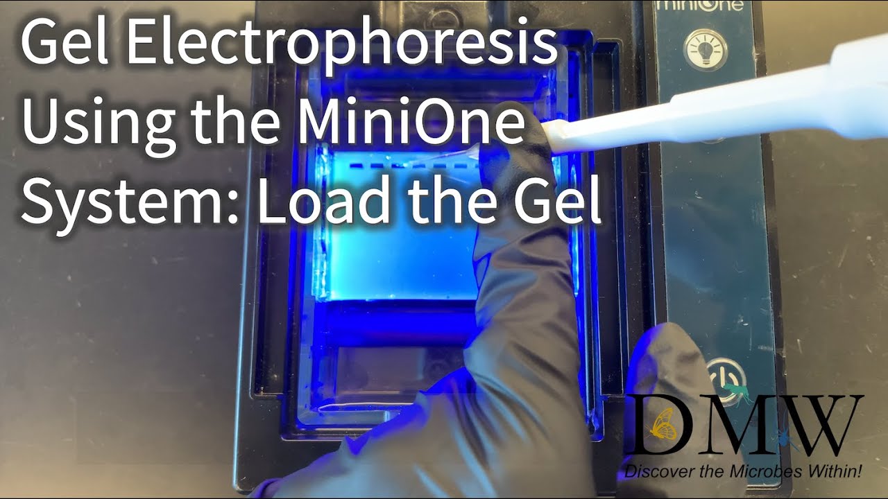 Gel Electrophoresis Using the MiniOne System: Load the Gel - YouTube