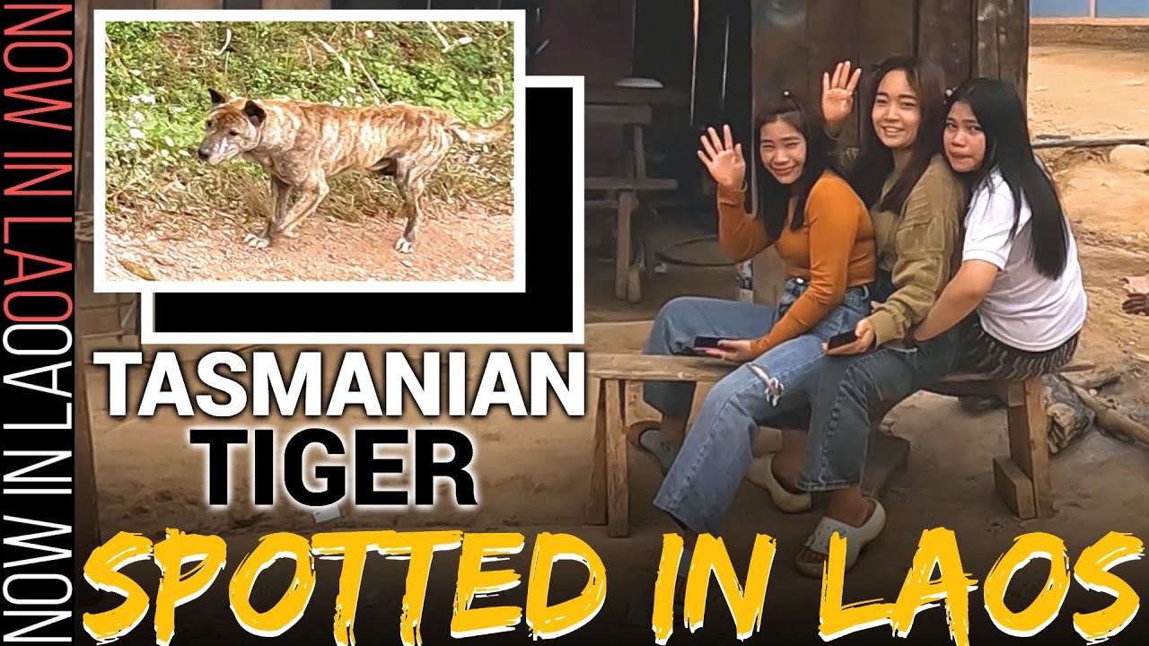 WILD LAOS - Tasmanian TIGER Spotted in Laos - YouTube