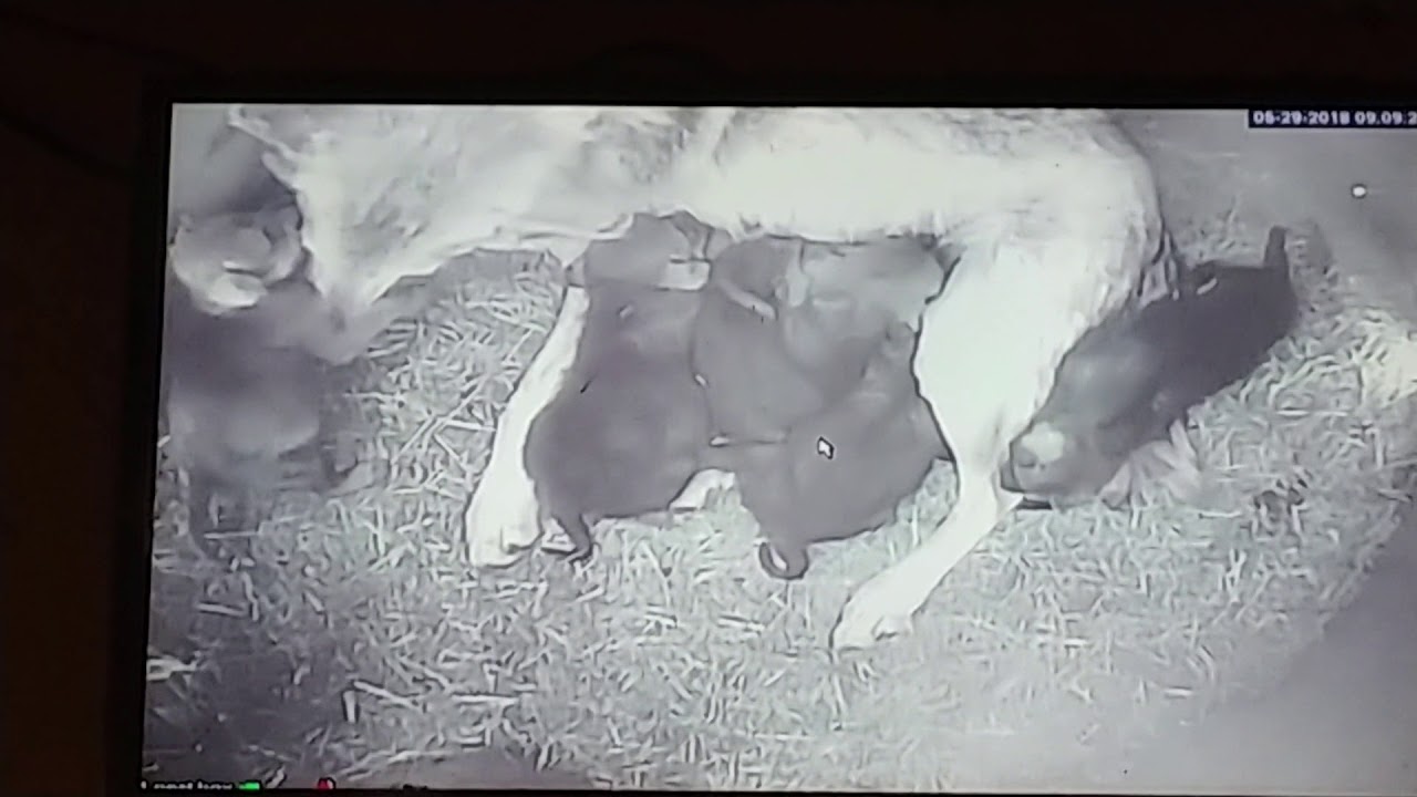Wolf pups at 3 weeks old - 5-29-18 - YouTube