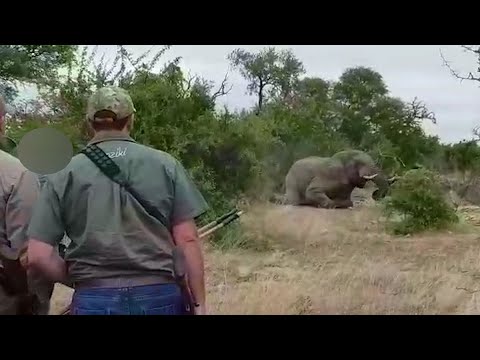 Young Elephant Shot Repeatedly in the Head Endures Agonising Death for ...