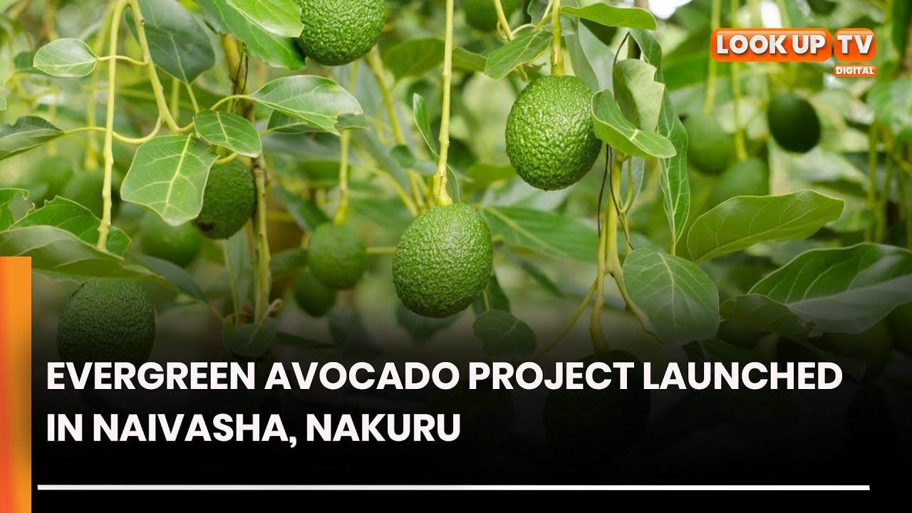 Evergreen Avocado Project Launched In Naivasha, Nakuru - YouTube