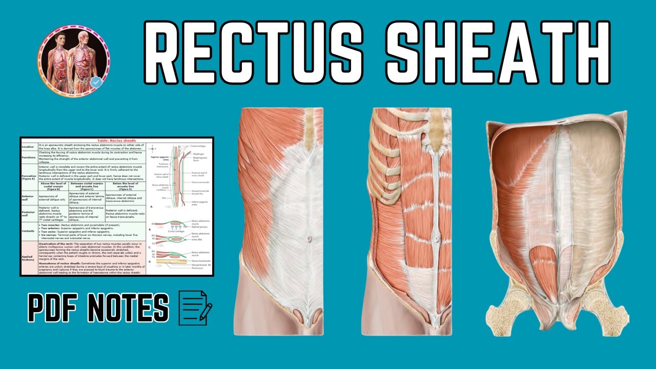 Rectus Sheath Anatomy| 📝 For PDF Notes, Check Description Box👇 - YouTube