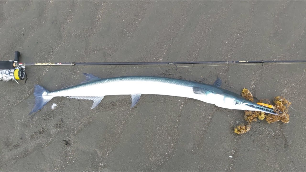 Almost 2kgs Needle Fish ( BALO ) Caught on my Ultra Light Set up ...