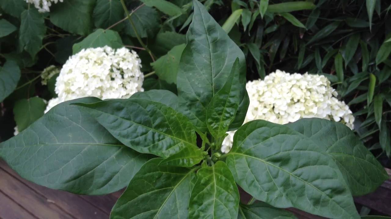 Cultiver du Piment de Cayenne bio en pot, planter, faire germer et ...