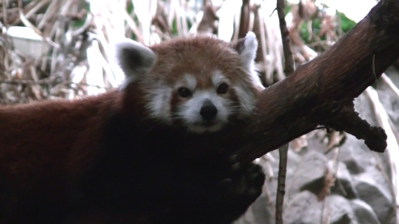 Lazy Red Panda - YouTube