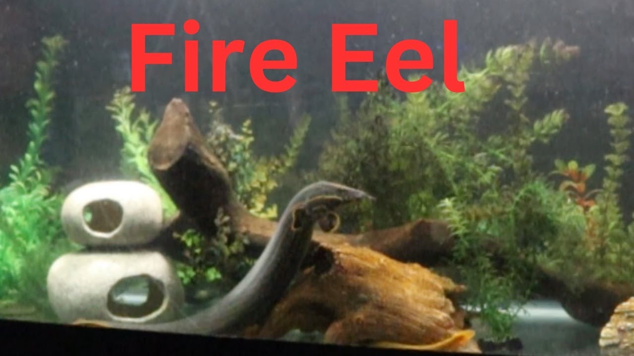 Meet Sammy my Fire EEl - YouTube