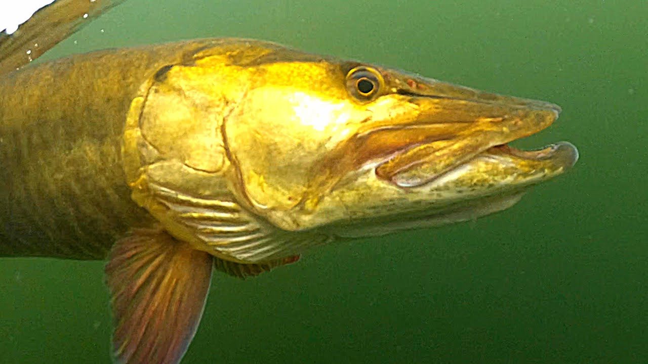 Chasing GIANT Muskys in Clear Water - 10 Day November Musky Challenge ...