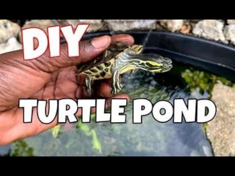 How to install: The ULTIMATE DIY Outdoor TURTLE POND - YouTube