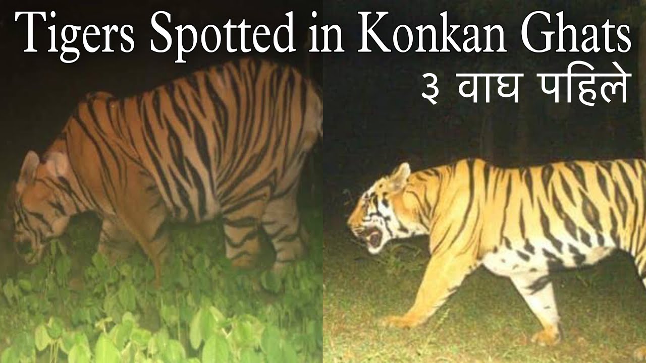 कोकणात घाटातून प्रवास करताना दिसले ३ वाघ।Tigers Spotted in Sahyadri ...