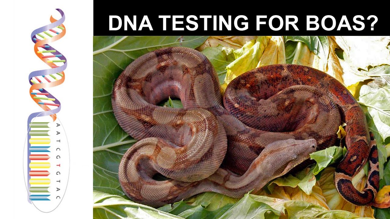 DNA Testing for Boas? - YouTube
