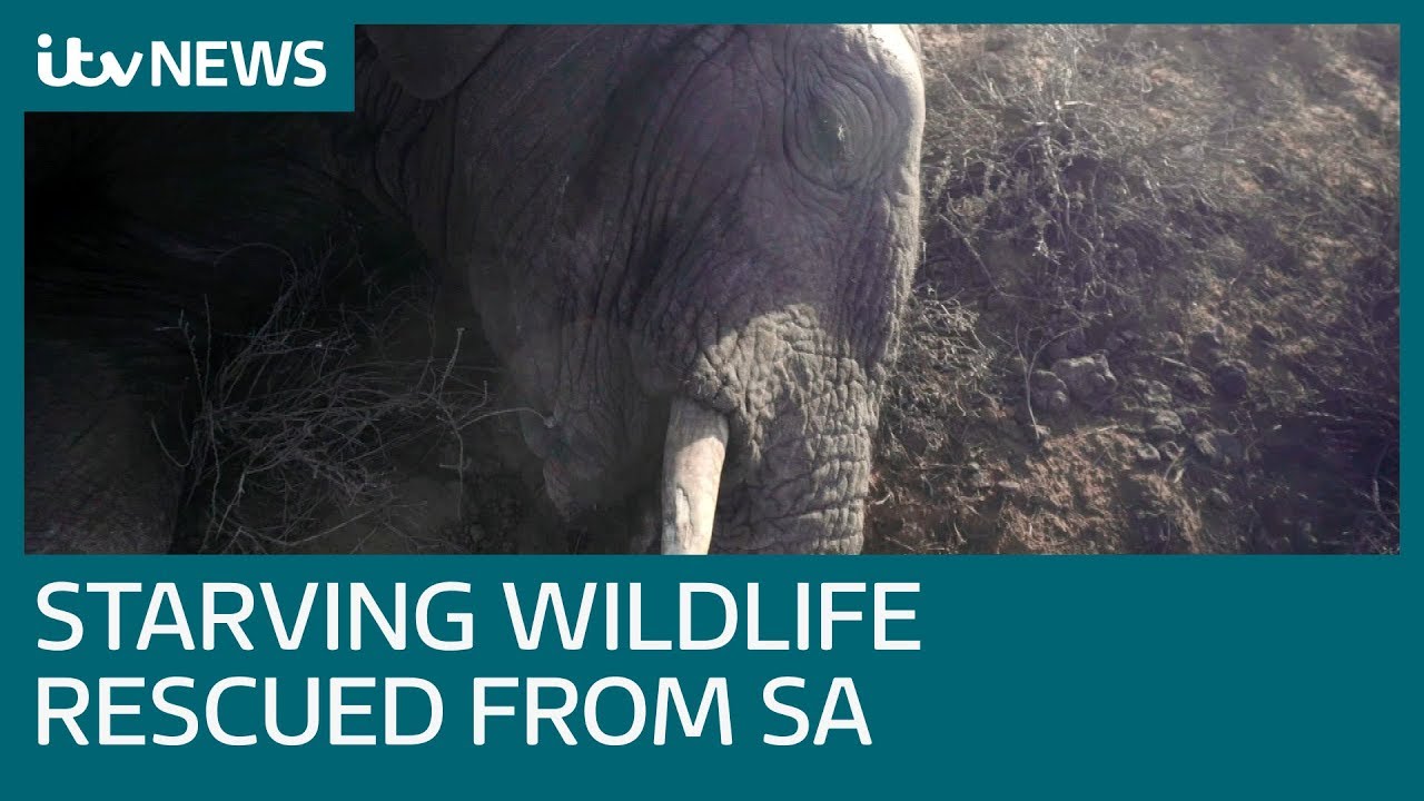 Starving wildlife saved in rescue operation from private SA reserve ...