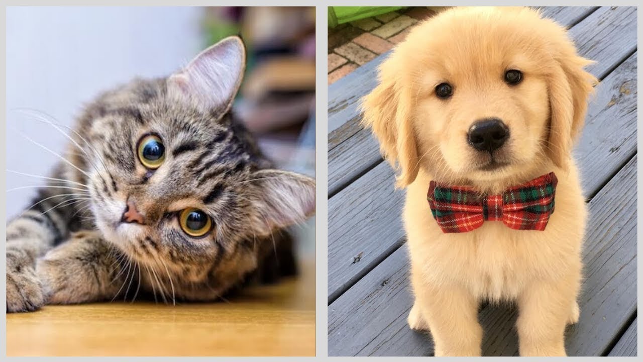 Cute Pets And Funny Animals Compilation #funnyanimals #FailArmy - YouTube