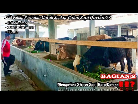 Mengatasi Stress Sapi Baru Datang, Ini Penjelasan Lengkap Langsung Dari ...