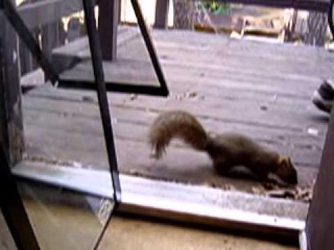 captured squirrel flips out and goes crazy - YouTube