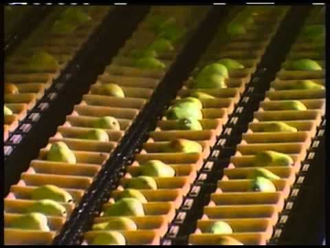 Duckwall Fruit Informational Video circa 1989 - English - YouTube