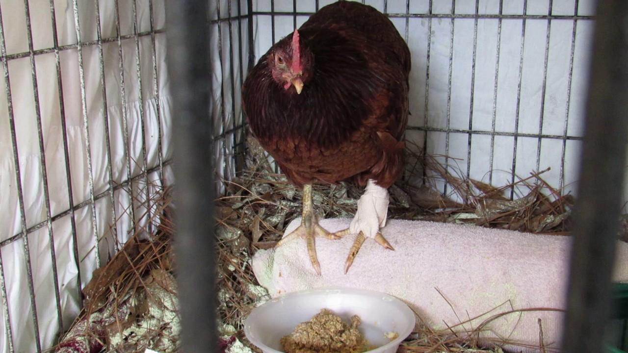Production hen after foot surgery - YouTube