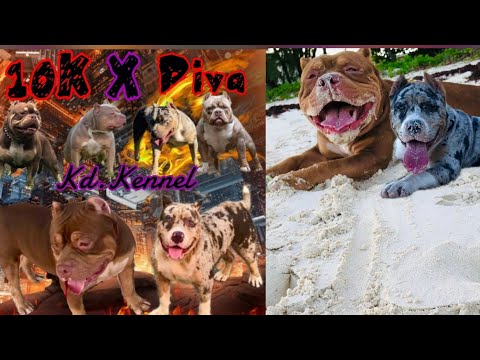 Kd.kennel🌎 lilac tri Merle Diva X  chocolate tri 10K breeding