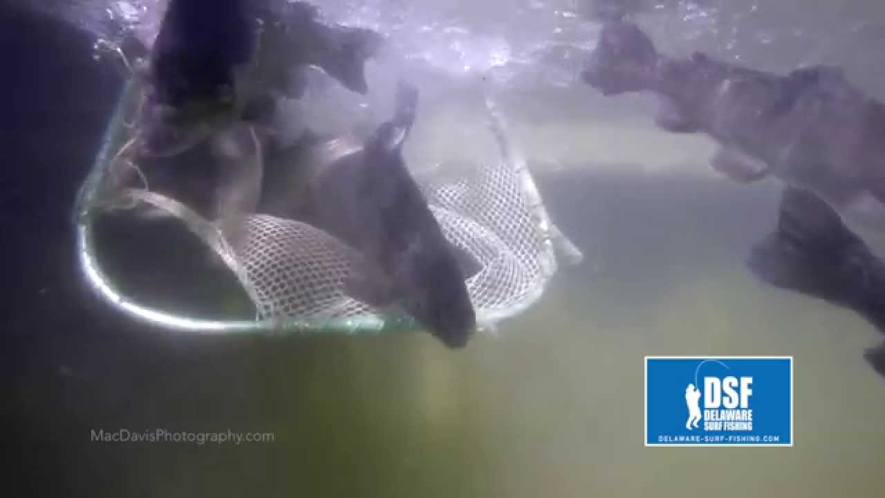 2015 Trout Stocking at Newton Pond, Delaware with DNREC - YouTube