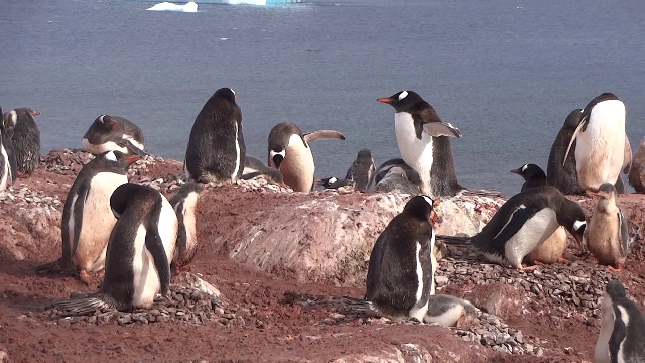 Gentoo penguin-2 - YouTube