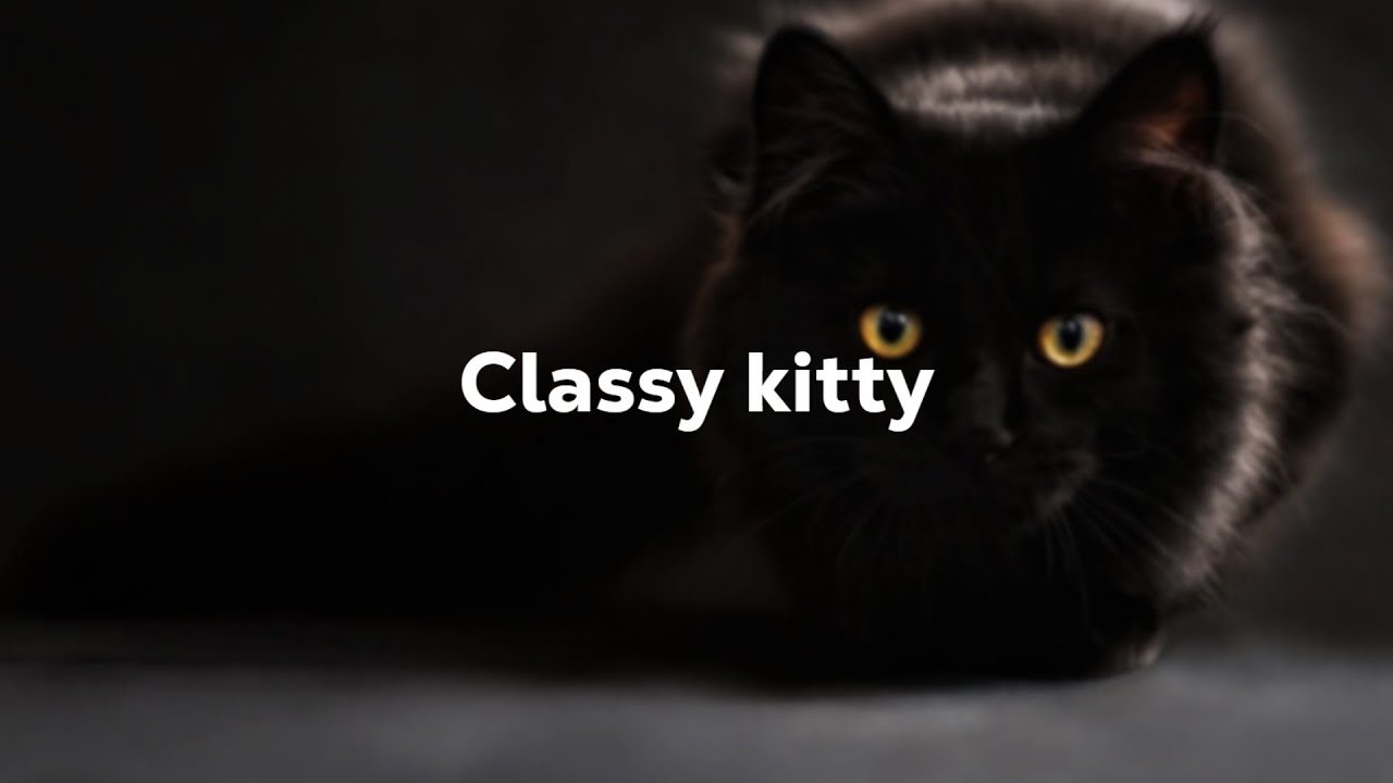 Classy kitty [Piano] - YouTube