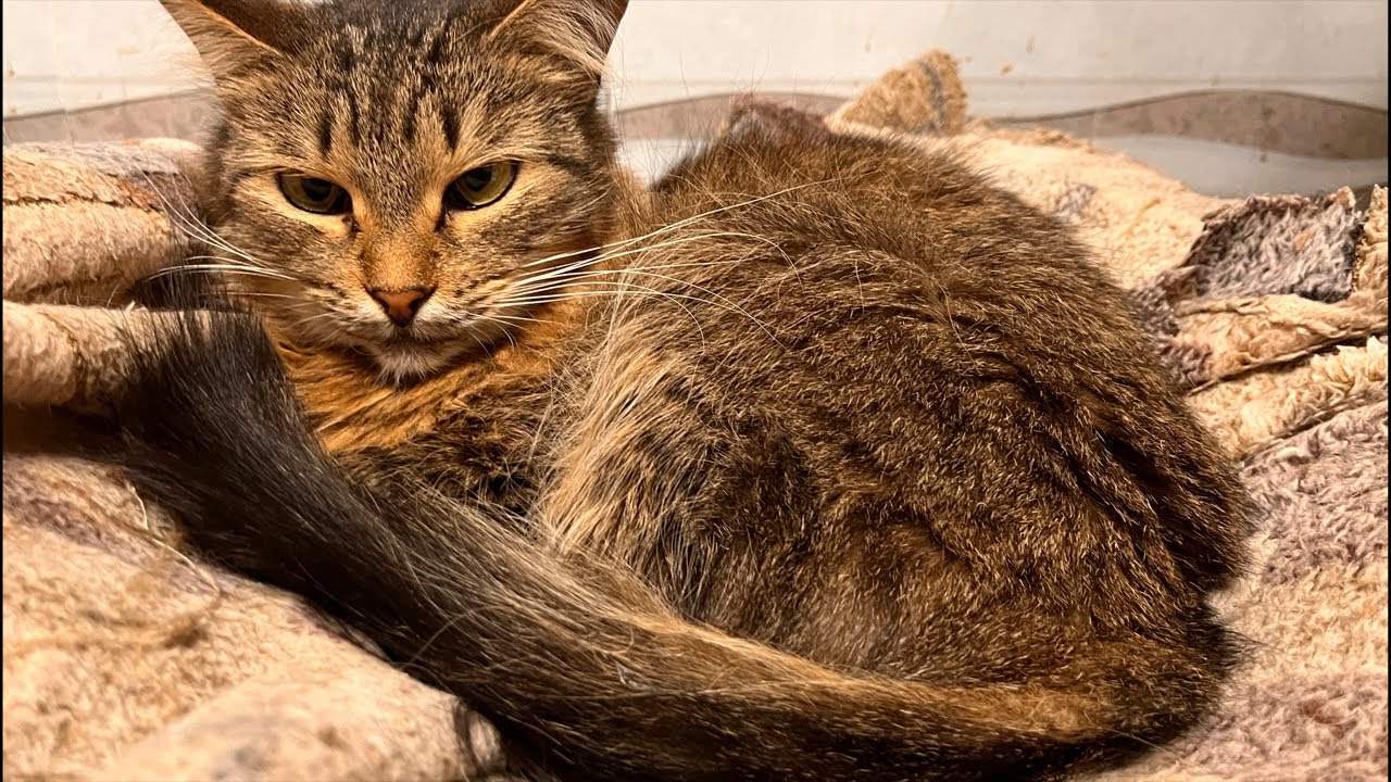 18 cats - 1 hour live stream - YouTube