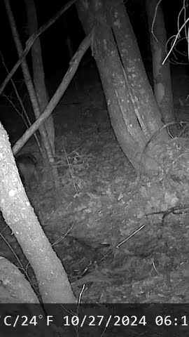 #ghost #coyote #scary - YouTube