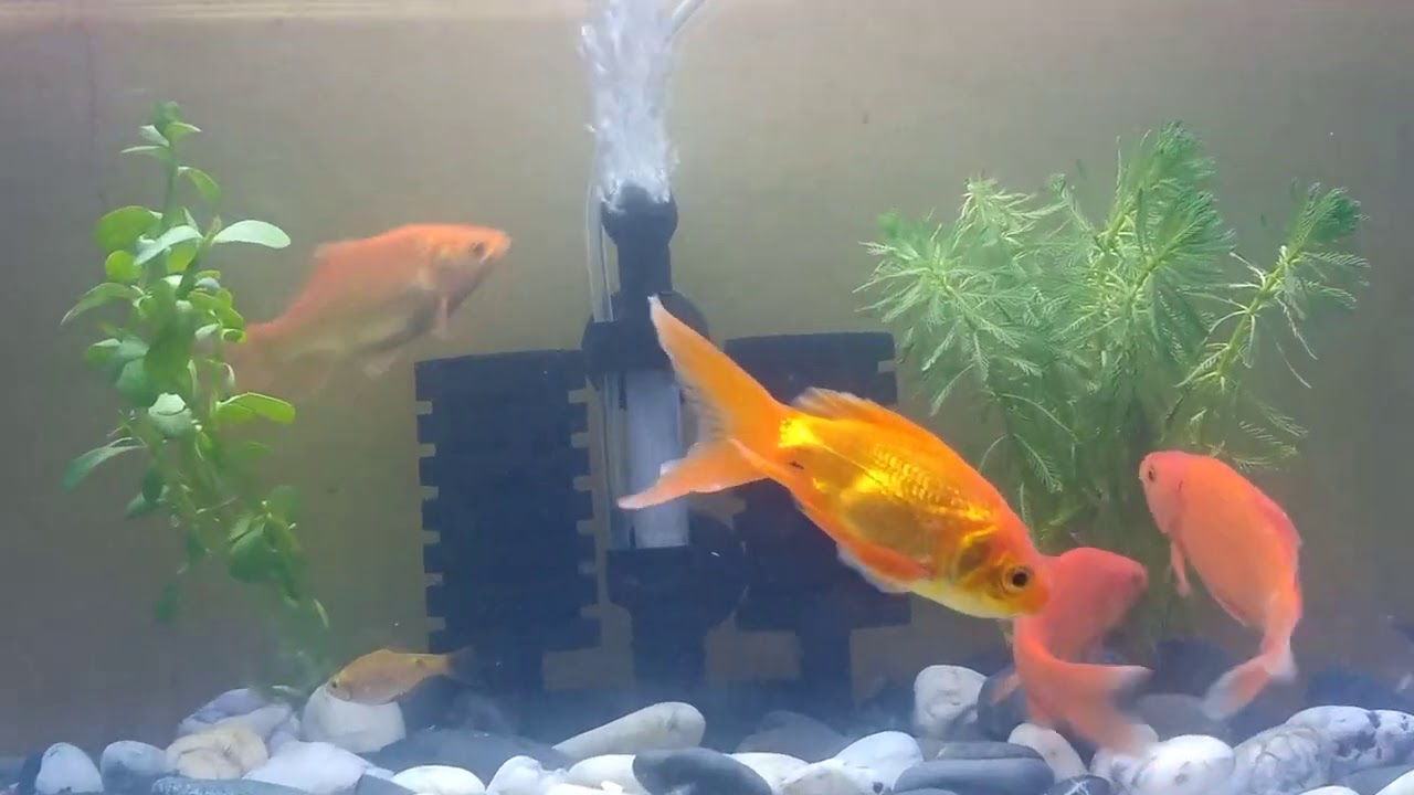 Gold | KOI and Molly Fish - YouTube