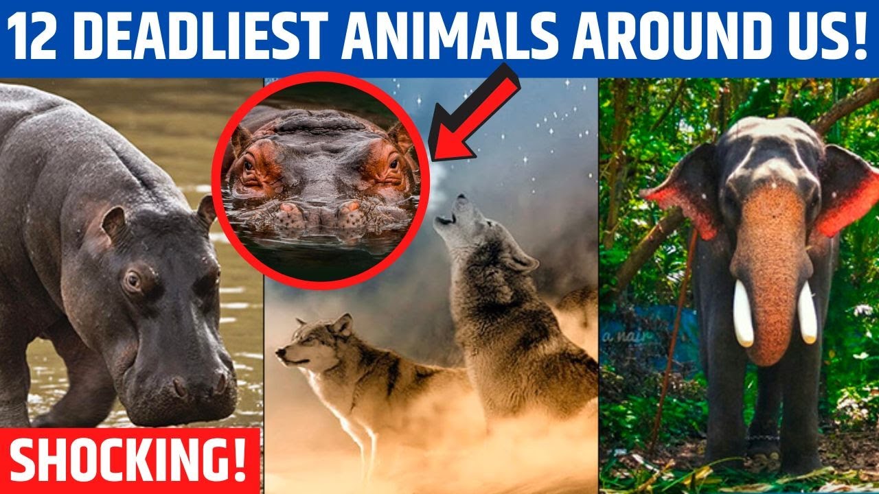 12 Deadliest Animals Around US! You never thought they can make you GO ...