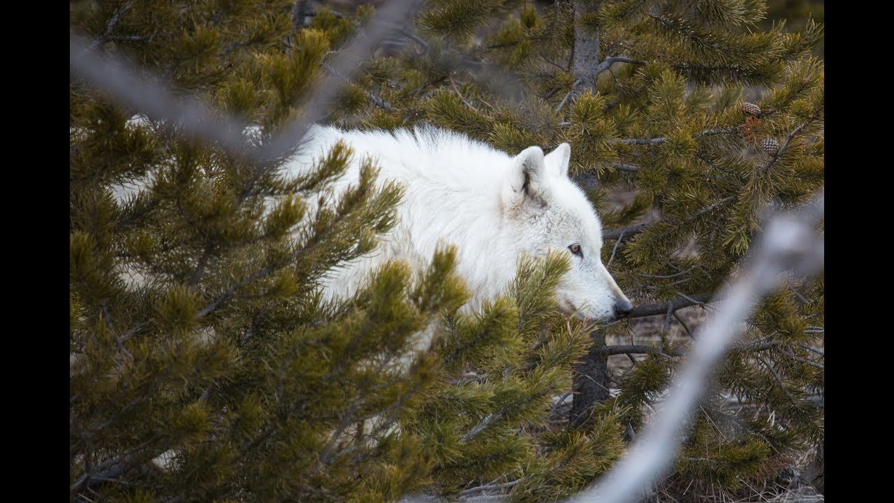 Senior Biologist Doug Smith talks about the Canyon Pack's alpha female ...