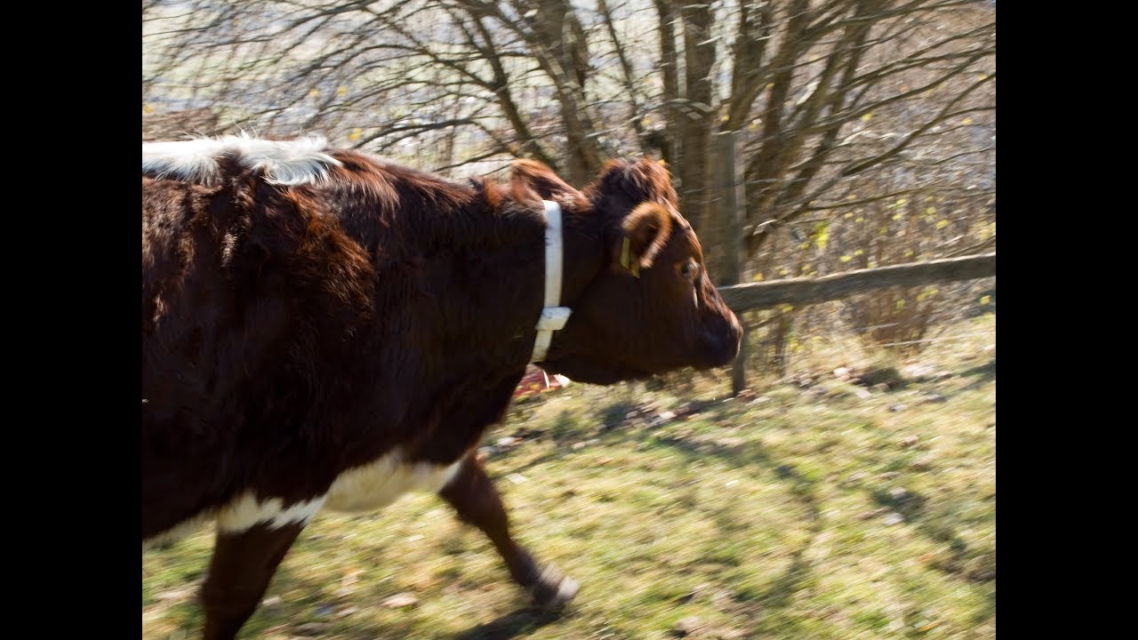 Farm Animal Drawing Generator - Making of HQ - YouTube