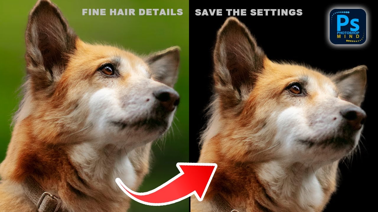 How to Fur Hair Removed Background #hairmaskinginphotoshop ...