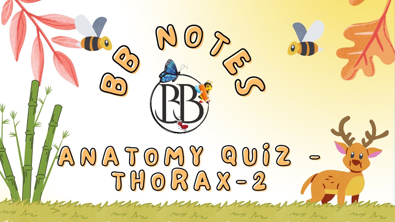 Anatomy quiz - thorax 2 - YouTube