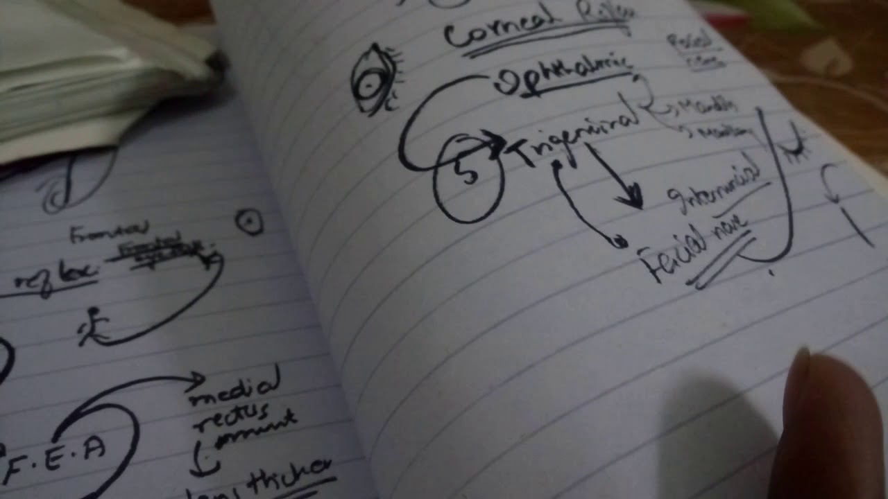 VISUAL REFLEXES parrt 3 cornal reflex and visual body reflexes in easy ...