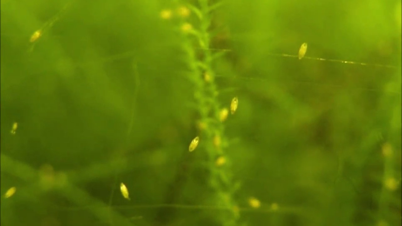 02 Ostracodi: Dolerocypris sinensis - YouTube